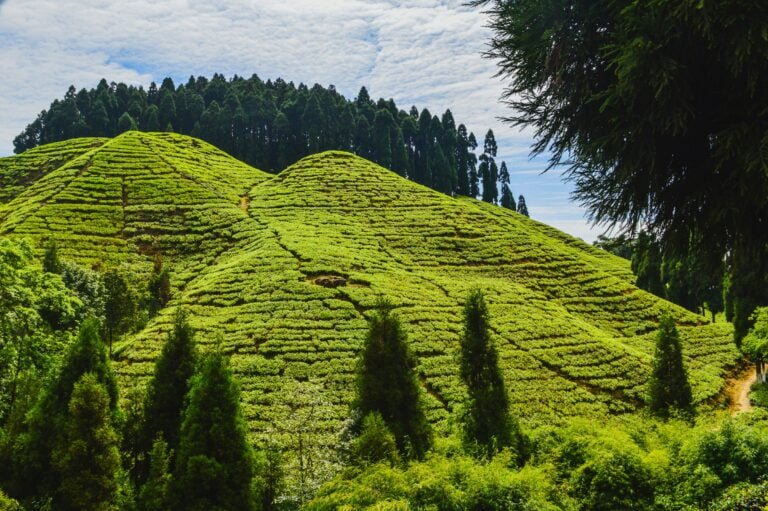Darjeeling Tea 101 - Your Ultimate Guide to Darjeeling Tea